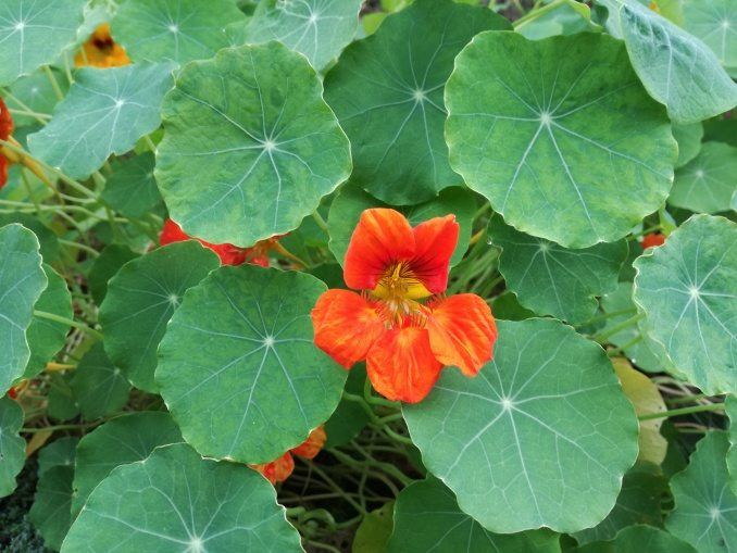 Routa vonná - účinky, využití a pěstování - Bylinkovo.cz