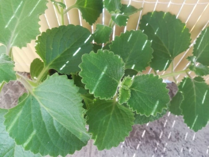 Koření kari (curry): použití, složení a účinky na zdraví