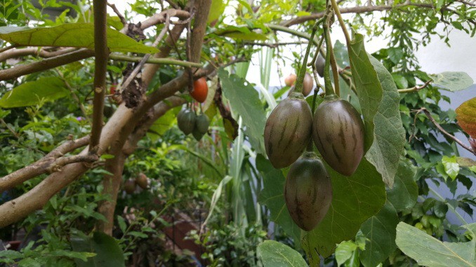 Chebule srdčitá (guduchi): tradiční ájurvédská rostlina