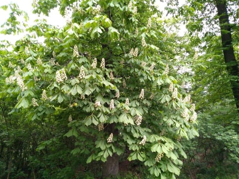 Jírovec maďal (kaštan) a jeho účinky na zdraví - Bylinkovo.cz