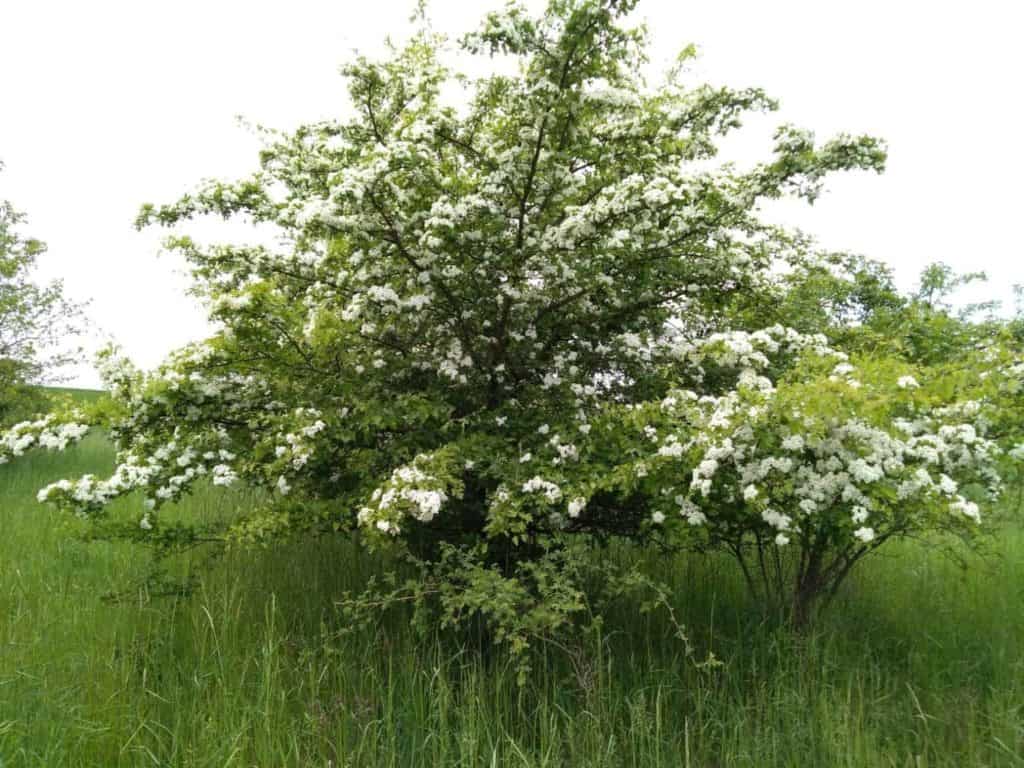 Hloh obecný a jeho využití, účinky na zdraví - Bylinkovo.cz