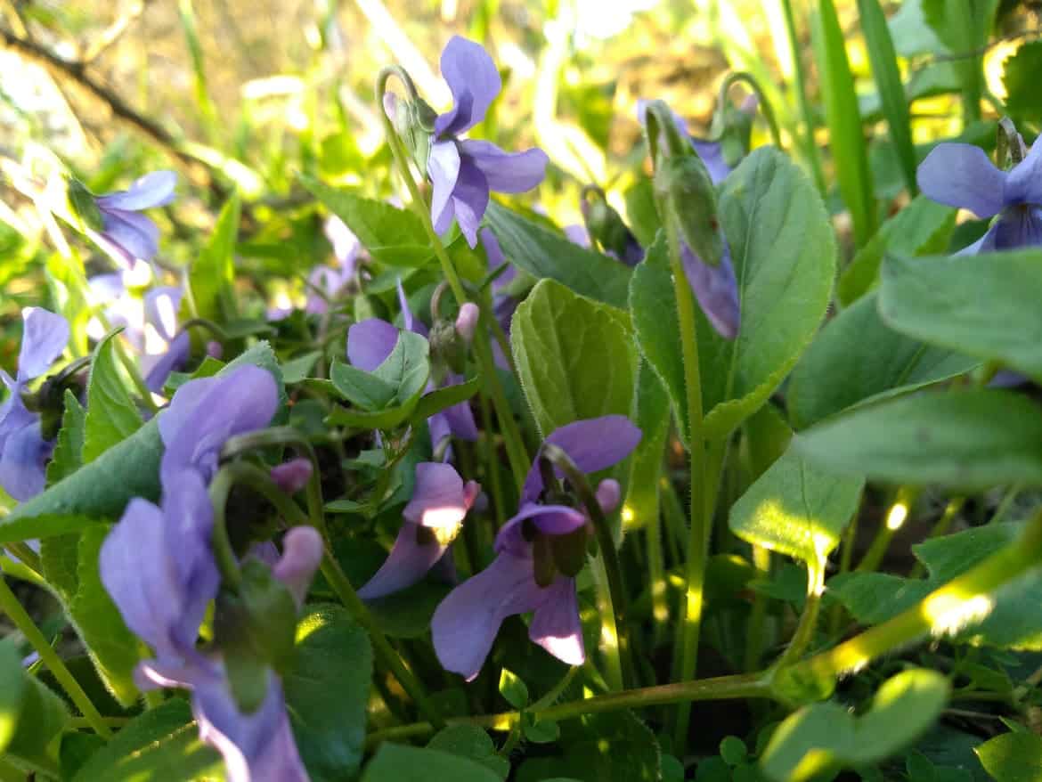 Fialka vonná neboli violka a léčivé účinky → Bylinkovo.cz