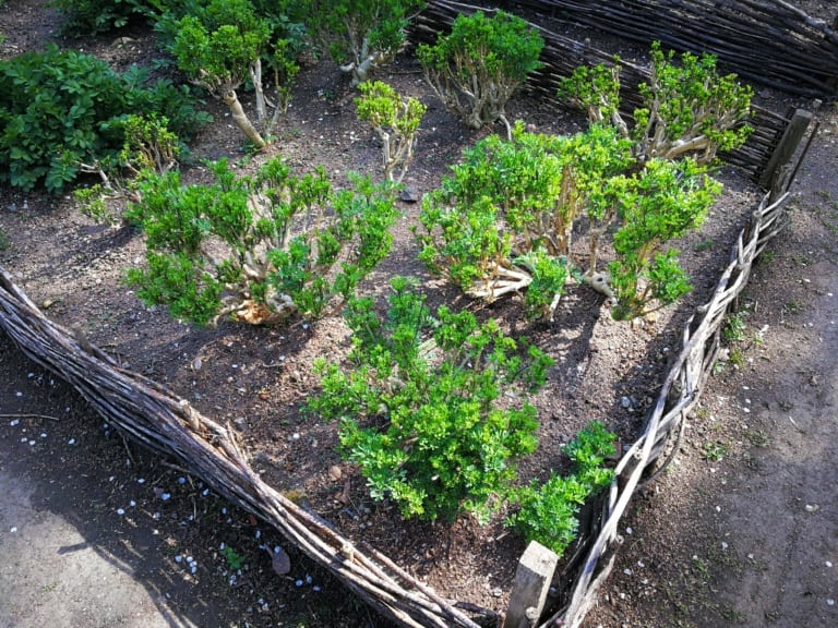 Routa vonná - účinky, využití a pěstování - Bylinkovo.cz