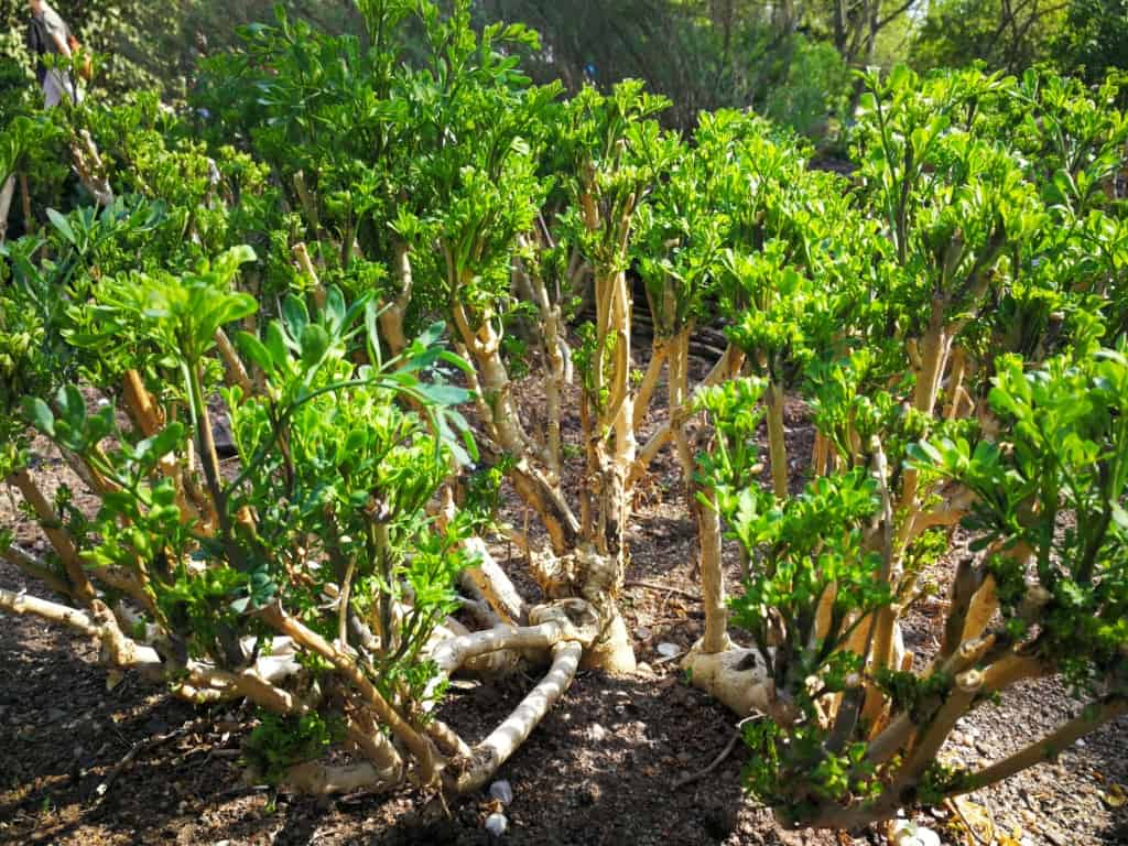 Routa vonná - účinky, využití a pěstování - Bylinkovo.cz