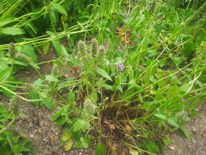 Bukvice lékařská její léčivé účinky a pěstování - Bylinkovo.cz