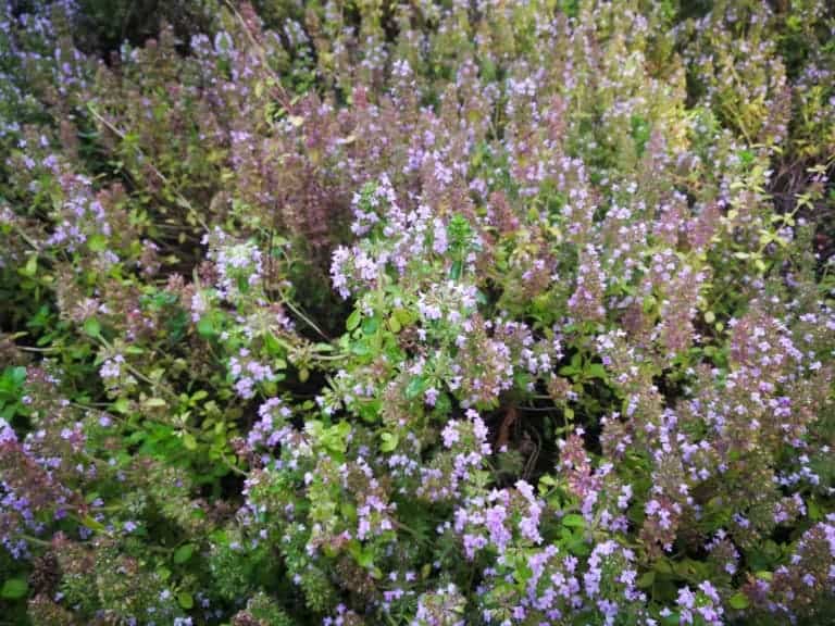Bukvice lékařská její léčivé účinky a pěstování - Bylinkovo.cz