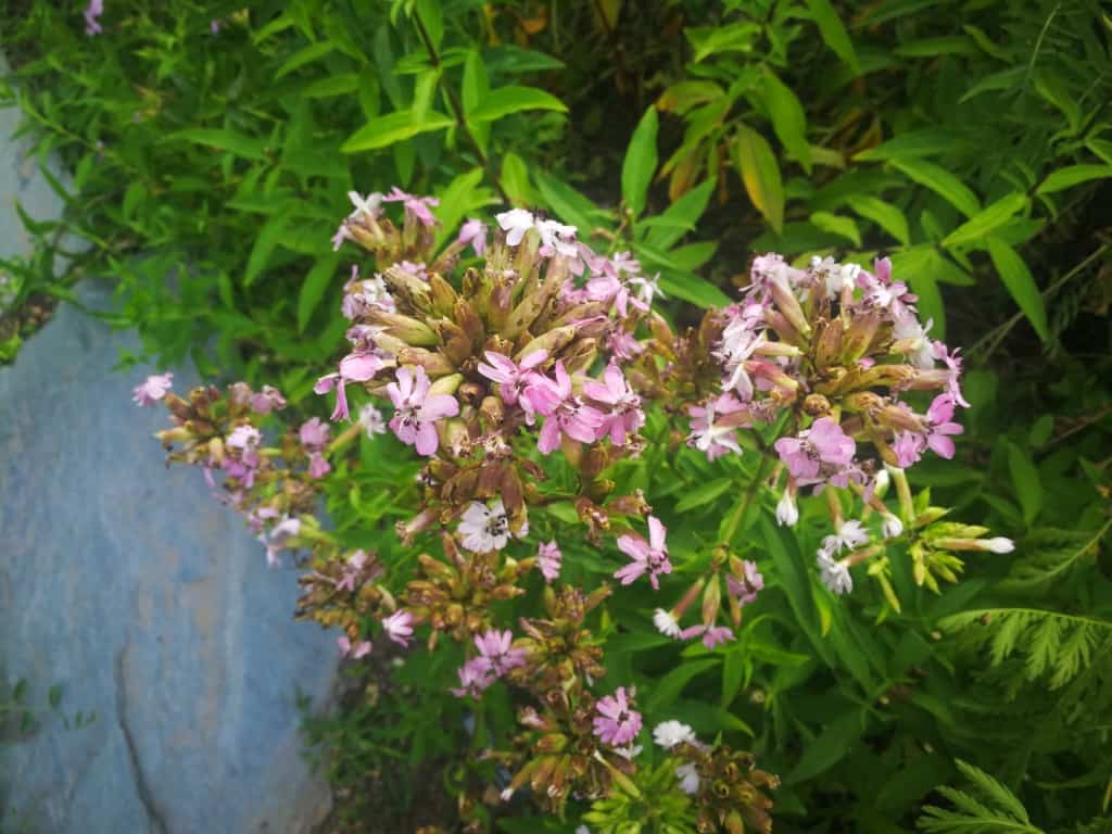 Bukvice lékařská její léčivé účinky a pěstování - Bylinkovo.cz