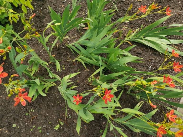 Angínovník čínský pěstování, účinky, použití či využití → Bylinkovo.cz