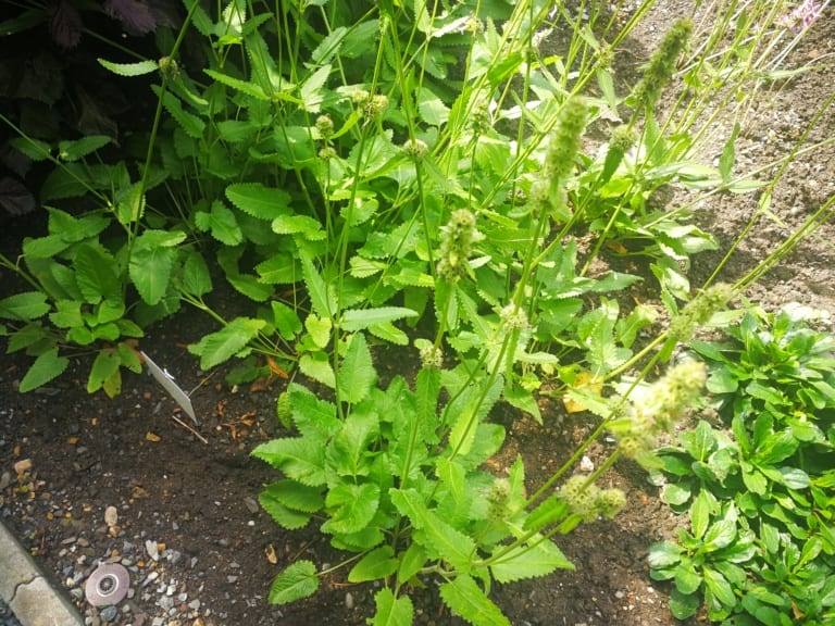 Bukvice lékařská její léčivé účinky a pěstování - Bylinkovo.cz