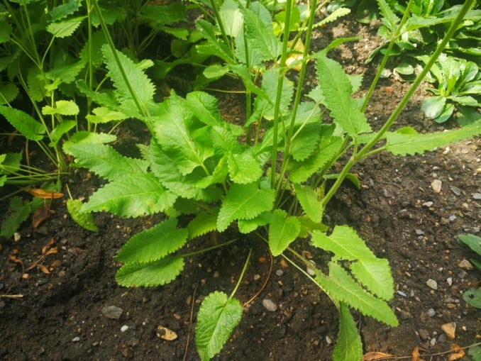 Bukvice lékařská její léčivé účinky a pěstování - Bylinkovo.cz