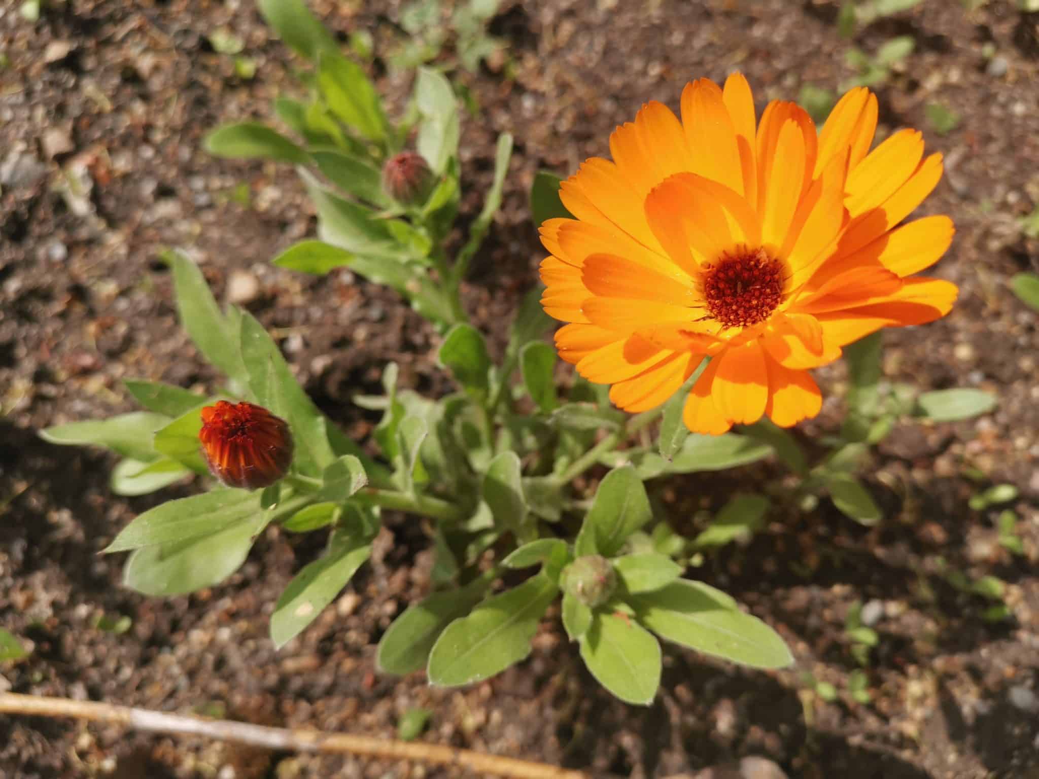 Měsíček lékařský jeho účinky a využití → Bylinkovo.cz