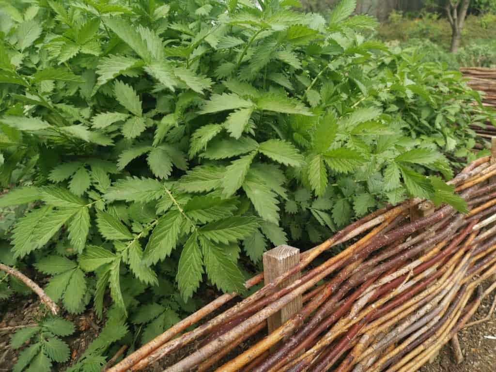 Řapík lékařský a jeho účinky → Bylinkovo.cz