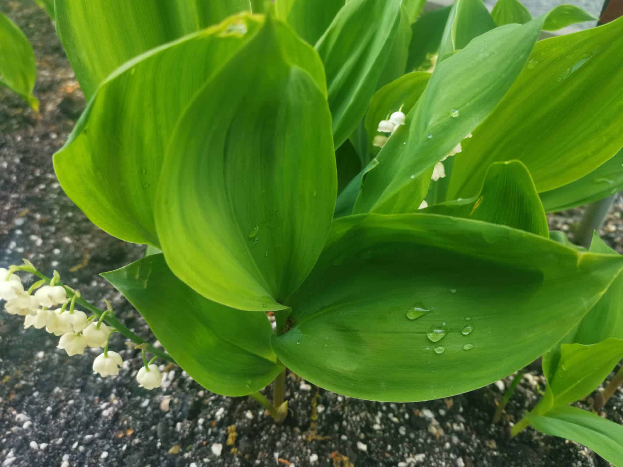 Konvalinka vonná: pěstování a léčivé účinky – Bylinkovo.cz
