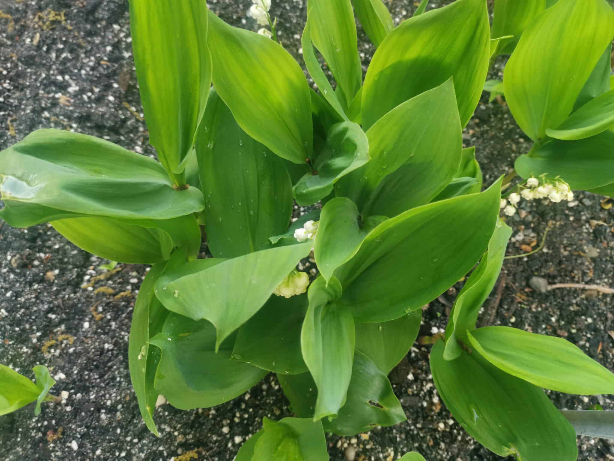 Konvalinka vonná: pěstování a léčivé účinky – Bylinkovo.cz