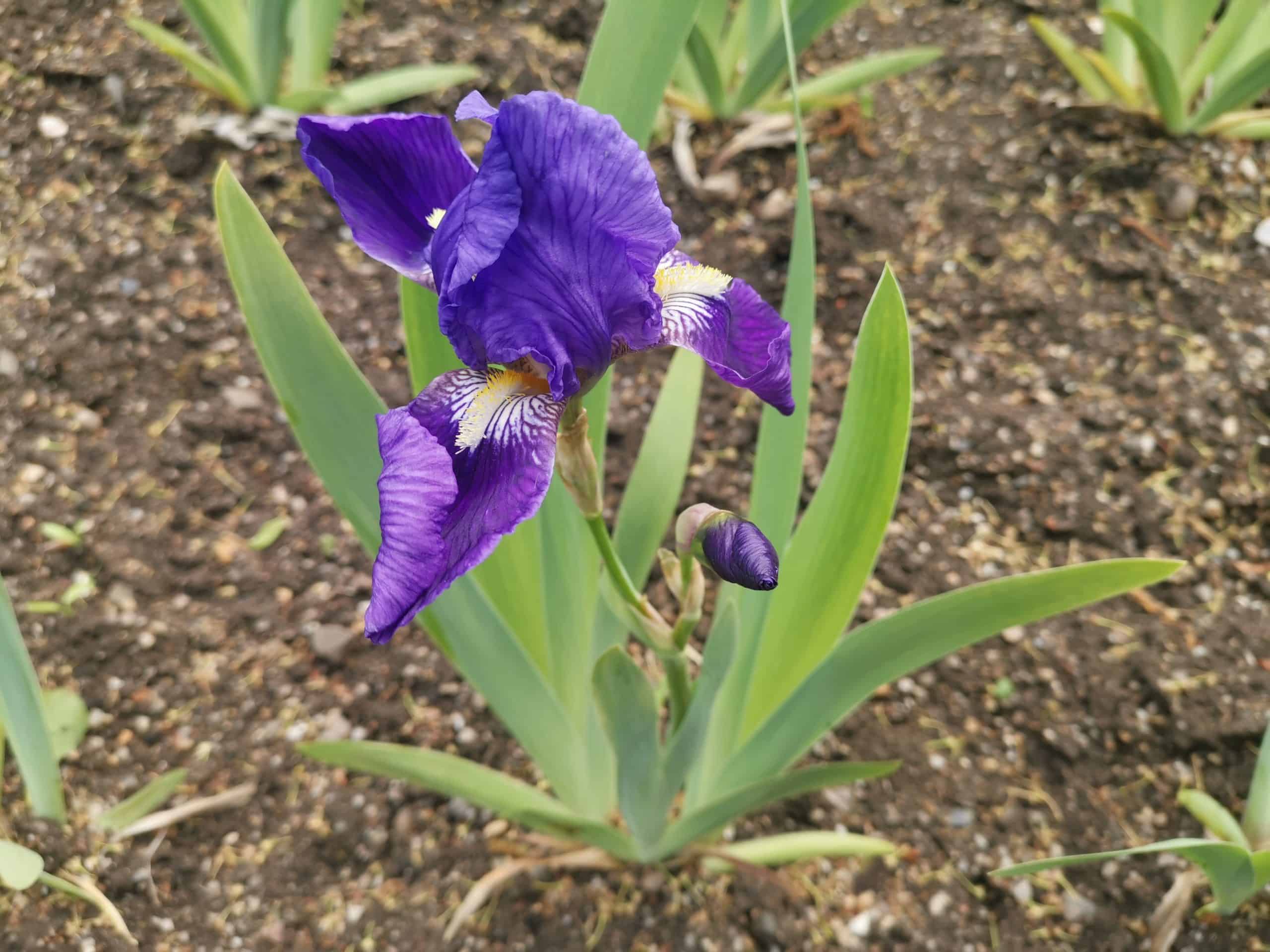 Kosatec německý - léčivá bylinka i příměs do šampónů