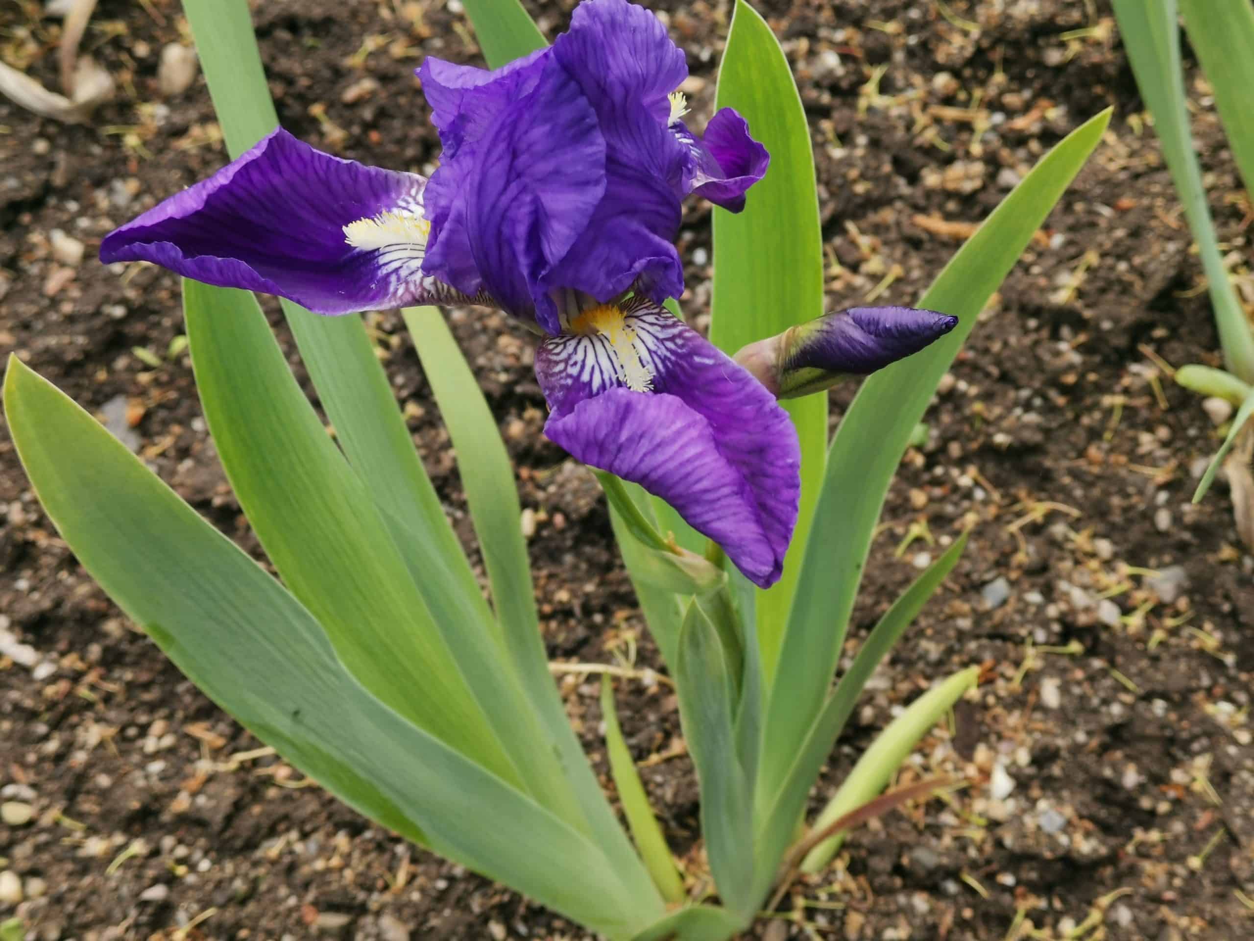 Kosatec německý - léčivá bylinka i příměs do šampónů