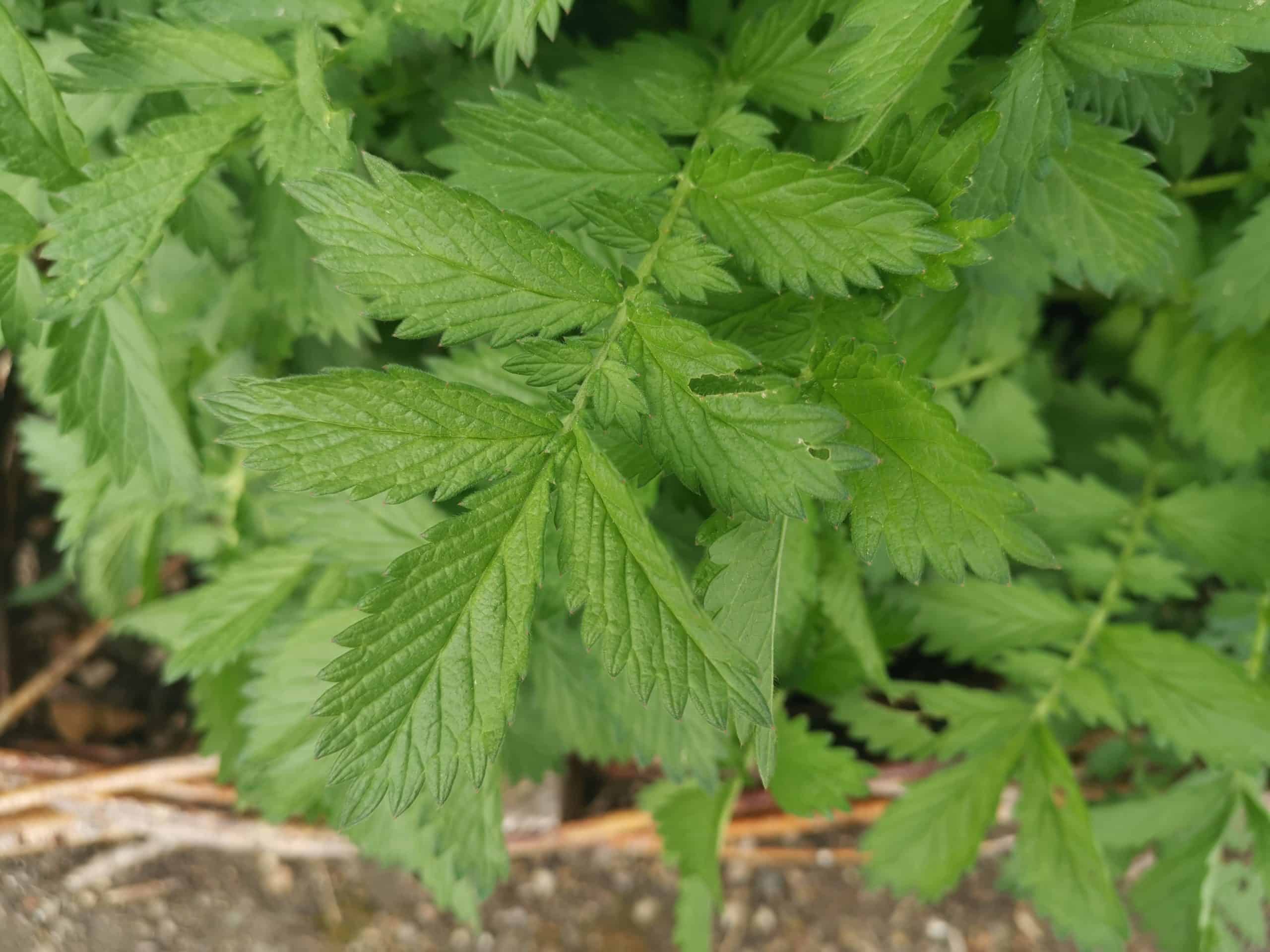 Řapík lékařský a jeho účinky → Bylinkovo.cz