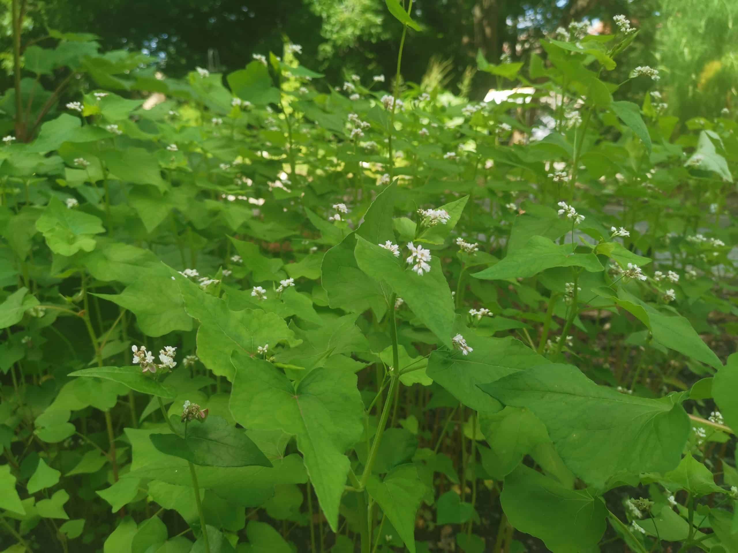 Pohanka obecná účinky a využití v kuchyni - Bylinkovo.cz