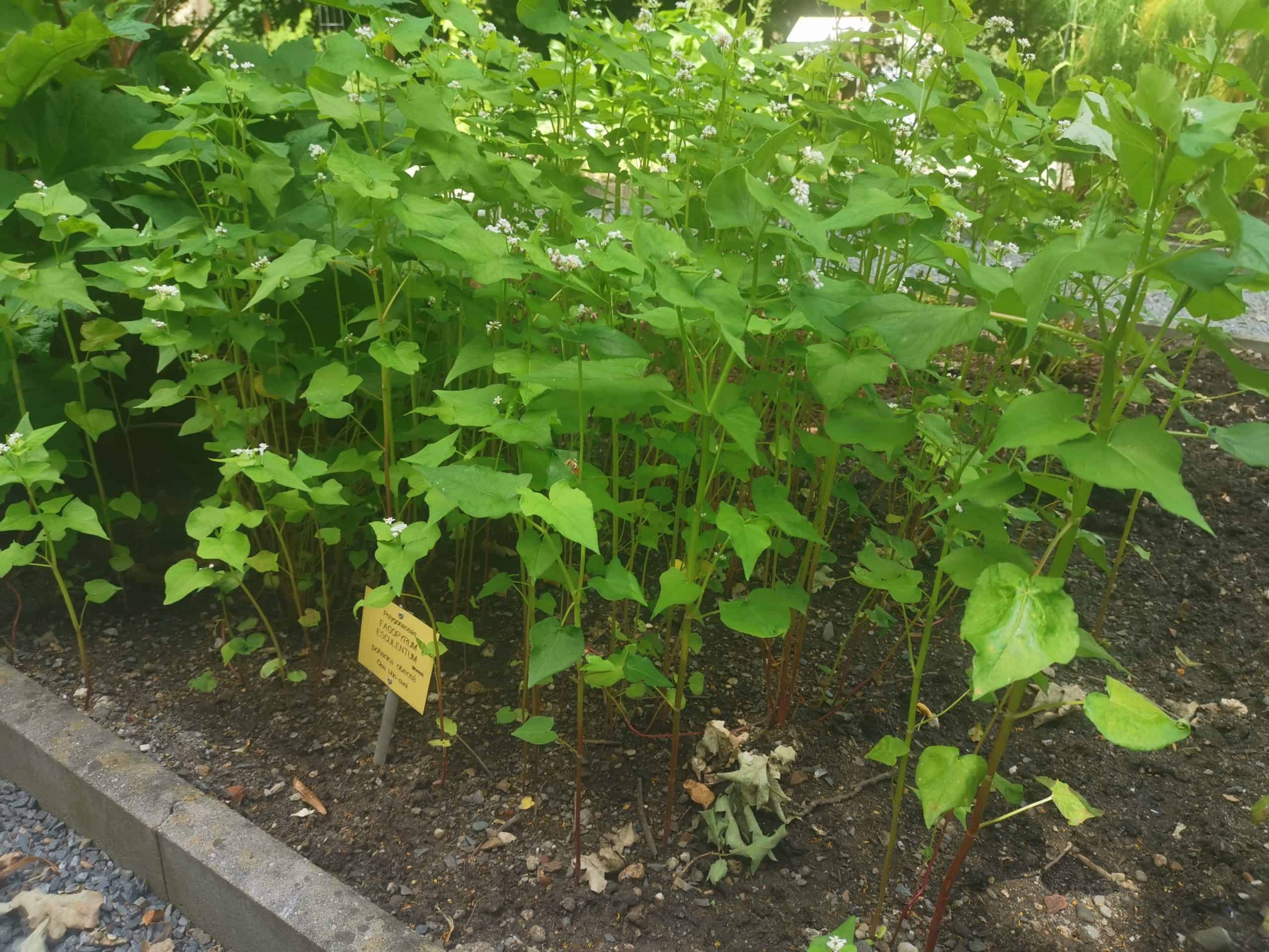 Pohanka obecná účinky a využití v kuchyni - Bylinkovo.cz