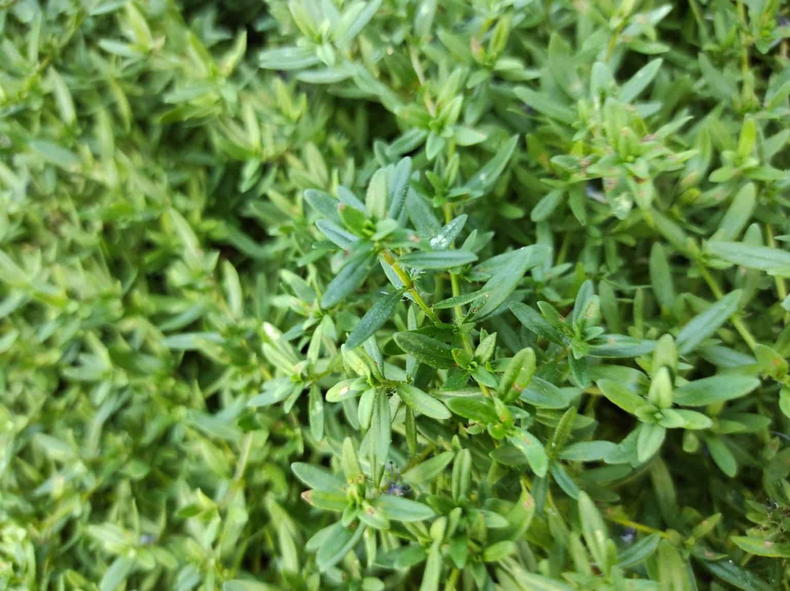 Tymiánová mast – účinky a recept na domácí výrobu