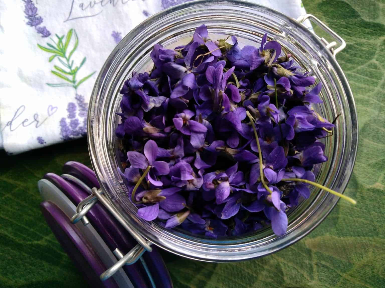 Fialkový sirup zastudena: účinky a recept na domácí výrobu