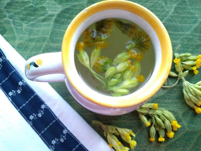 Podběl lékařský a jeho léčivé účinky, užití a pěstování